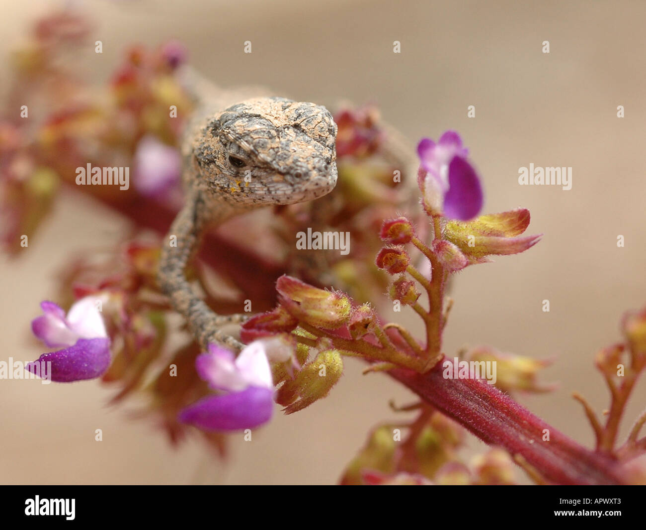 Purple lizard hi-res stock photography and images - Alamy