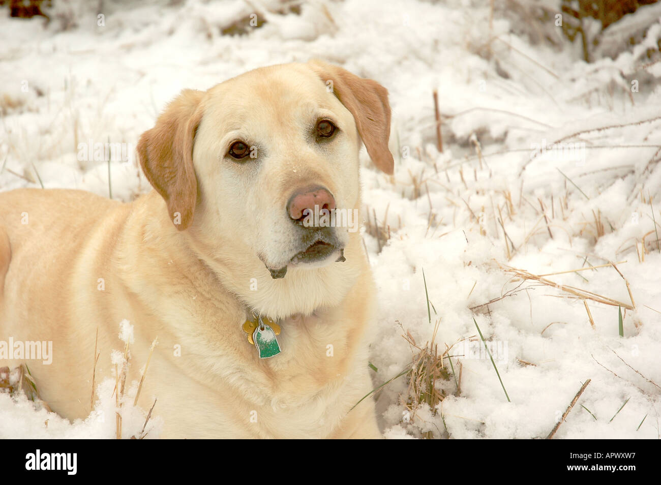One year old golden retriever hi-res stock photography and images - Alamy