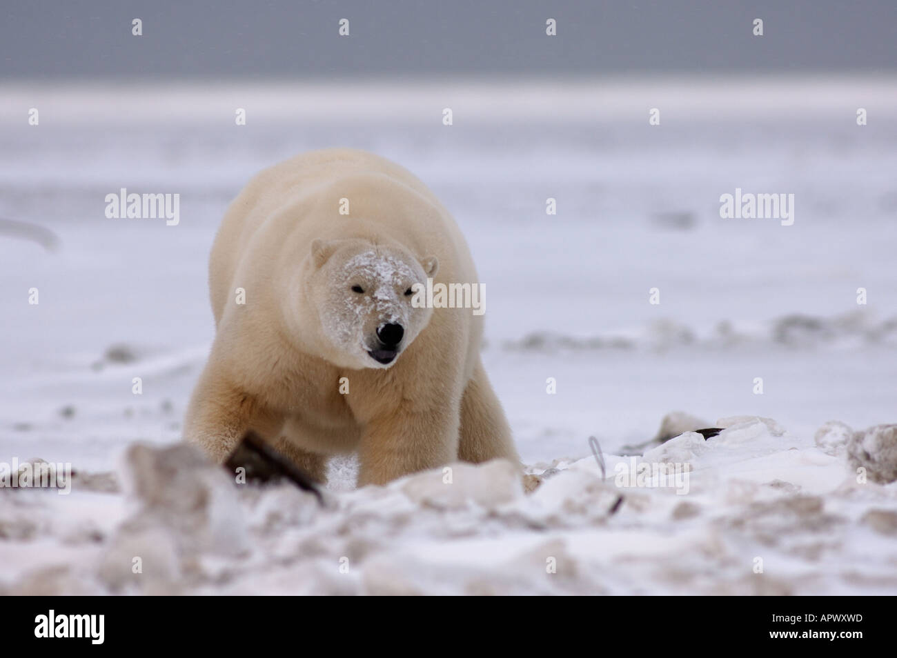 polar bear Ursus maritimus looking for food on the pack ice 1002 ...