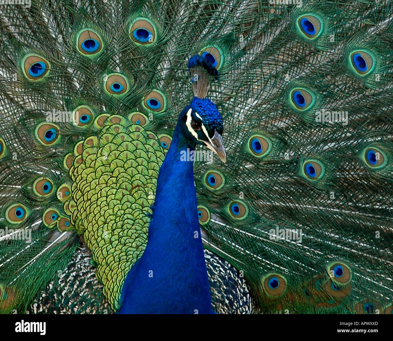 Peacock displays his feathers Stock Photo - Alamy