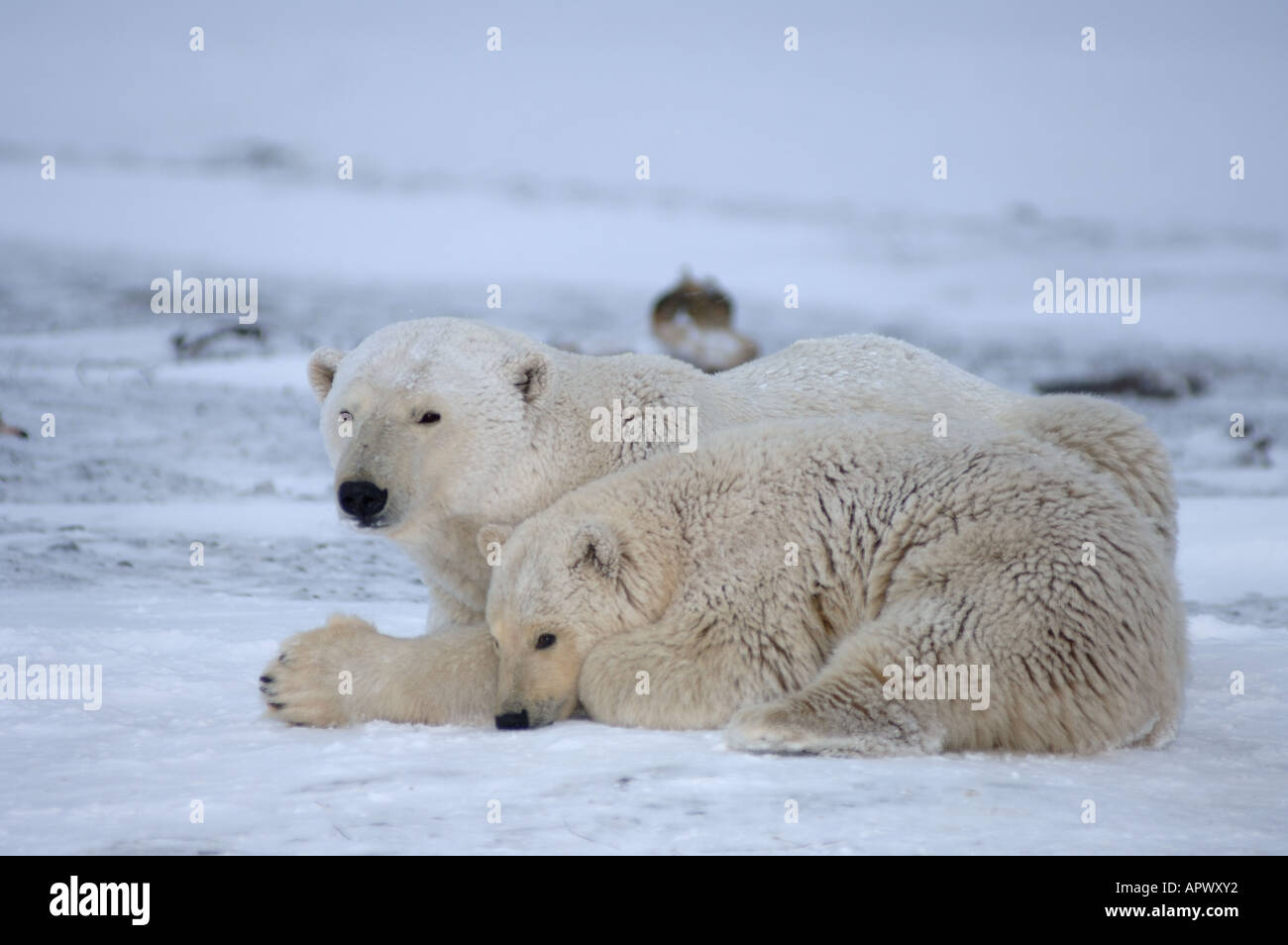 polar bear Ursus maritimus sow with cub sleeping on the pack ice 1002 ...