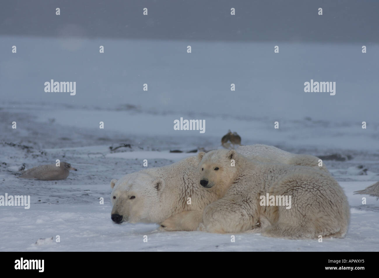 polar bear Ursus maritimus sow with cub sleeping on the pack ice 1002 ...