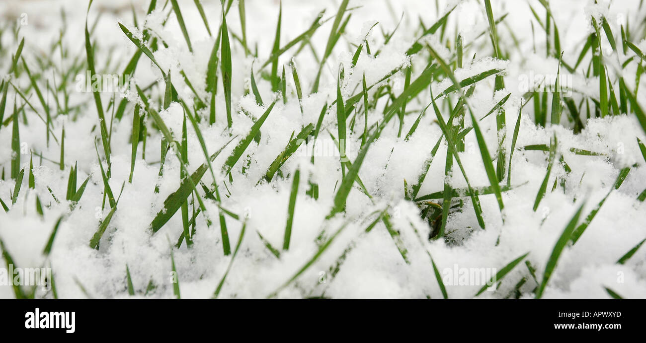 A light spring snow covers fine blades of fresh green grass Stock Photo ...