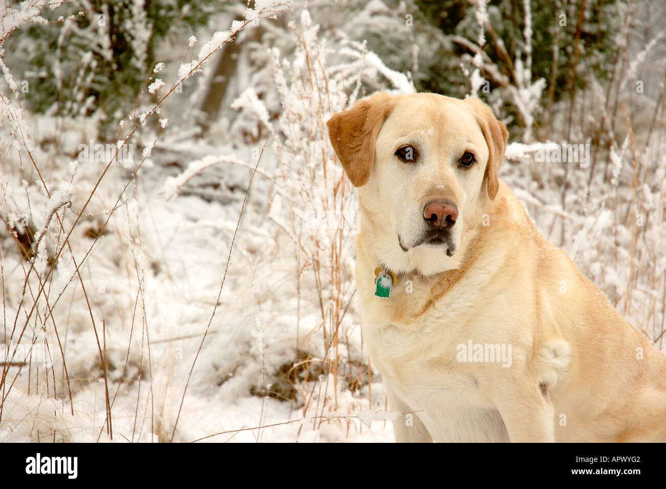 One year old golden retriever hi-res stock photography and images - Alamy