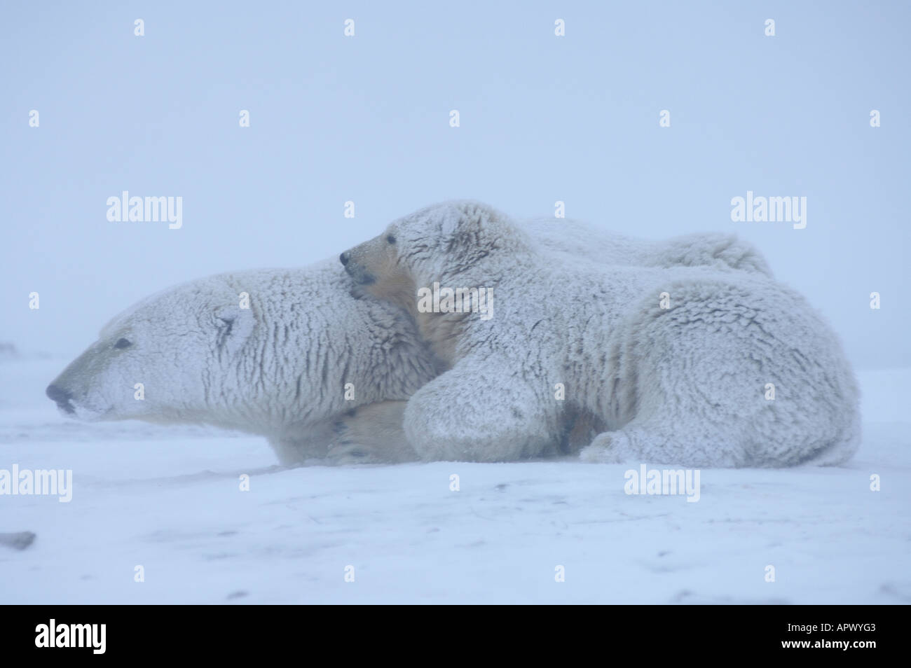polar bear Ursus maritimus sow with cub sleeping on the pack ice 1002 ...