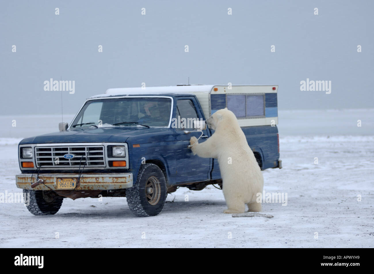 polar bear Ursus maritimus curiously checks out a pickup truck 1002 ...