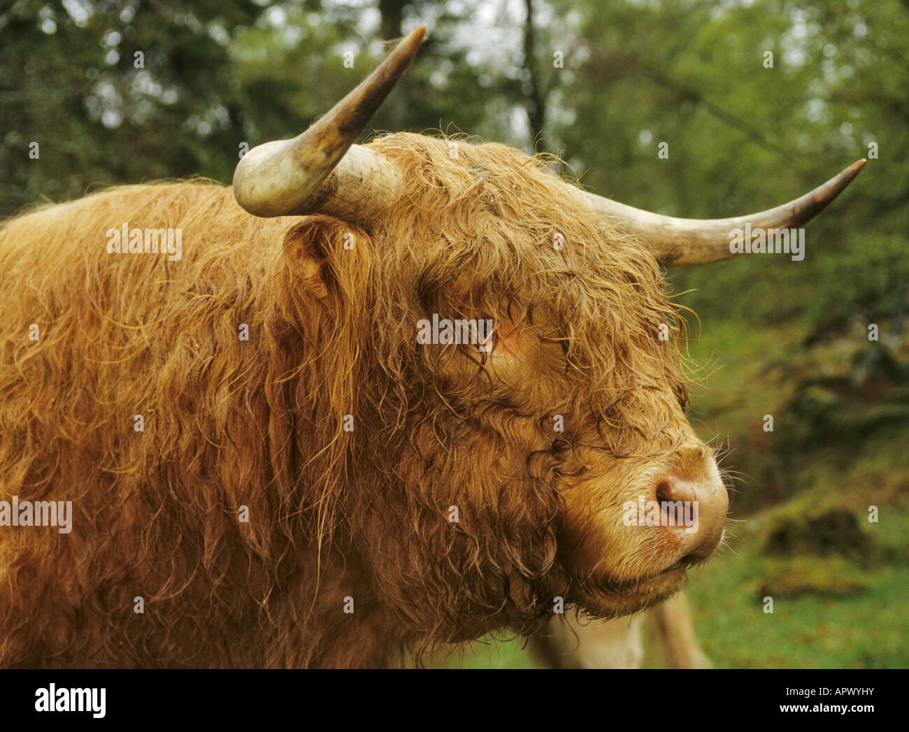 Scotland Highland Cattle adult Stock Photo - Alamy
