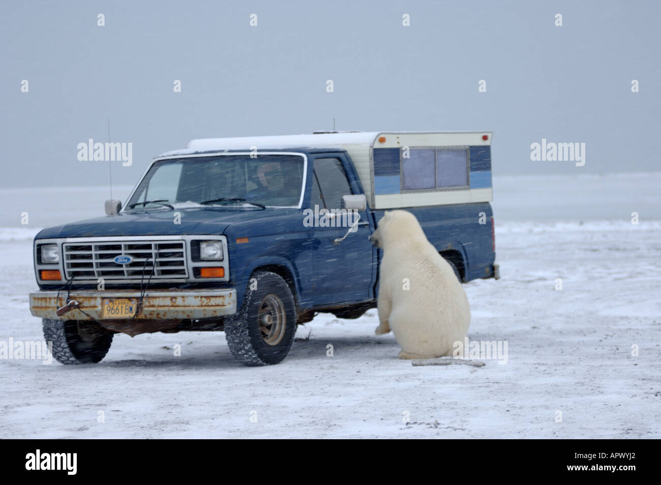 polar bear Ursus maritimus curiously checks out a pickup truck 1002 ...