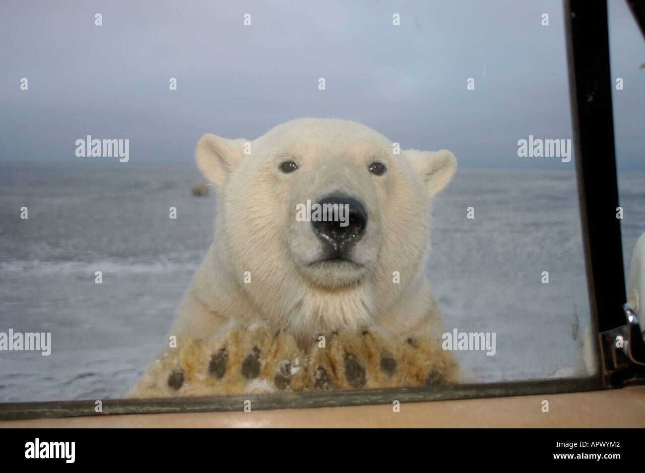polar bear Ursus maritimus curiously looks in truck window 1002 coastal ...