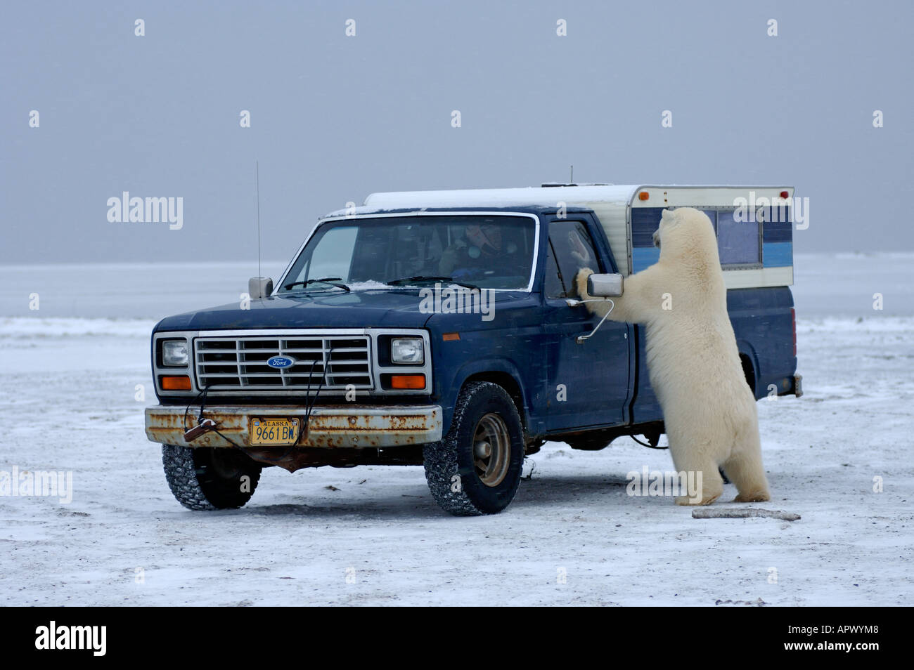 Tundra pickup hi-res stock photography and images - Alamy