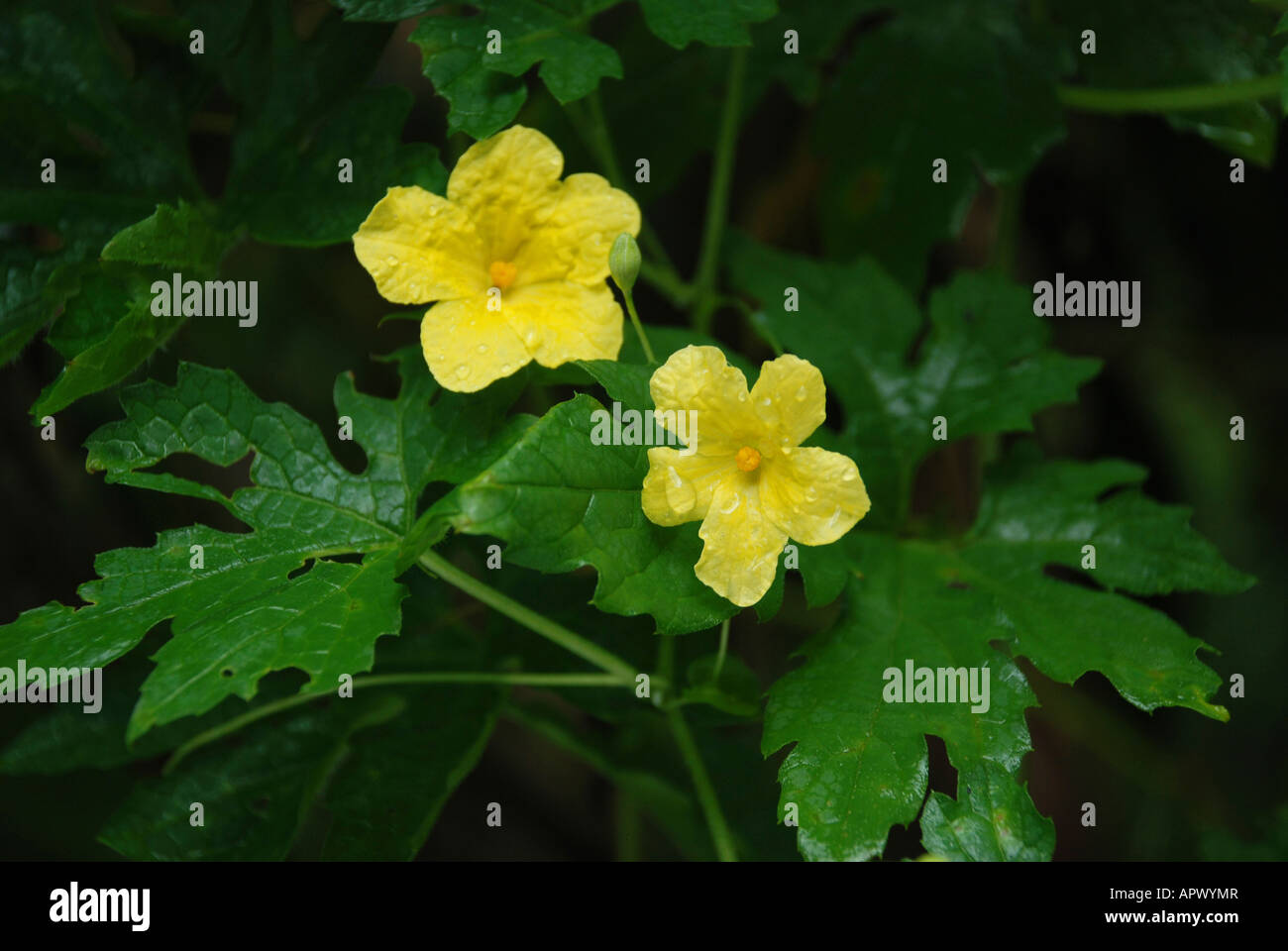 One bitter gourd green vegetable karela flower Stock Photo - Alamy