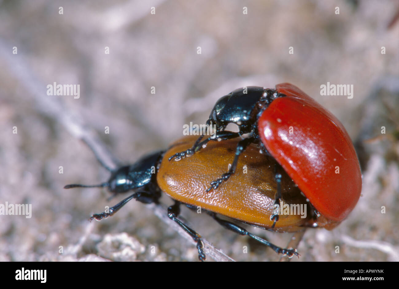Mating pair of Leaf Beatles ( Chrysomela populi Stock Photo - Alamy