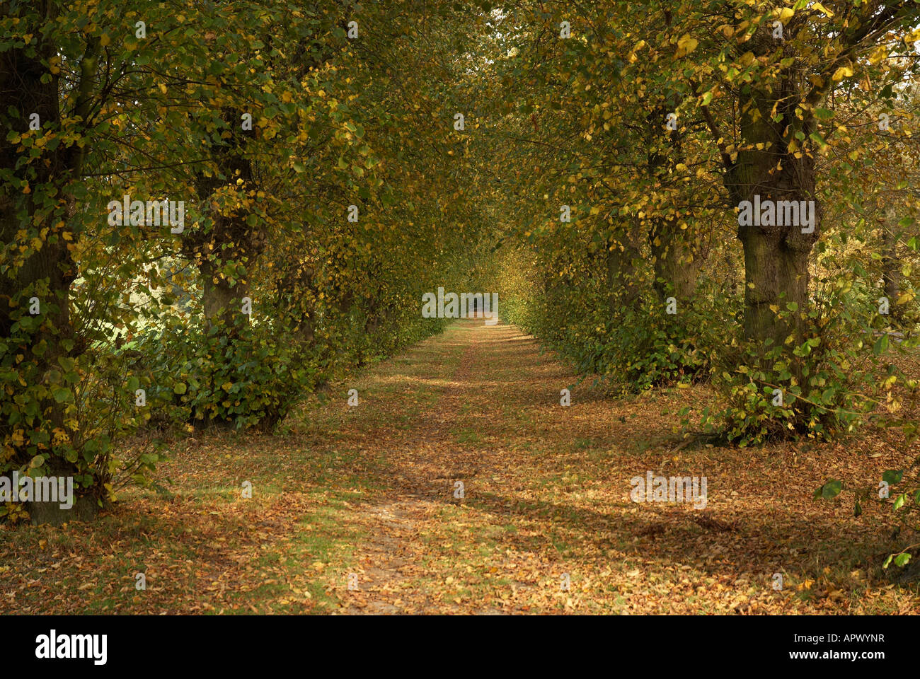 Wide Path through Parkland in Autumn Stock Photo - Alamy