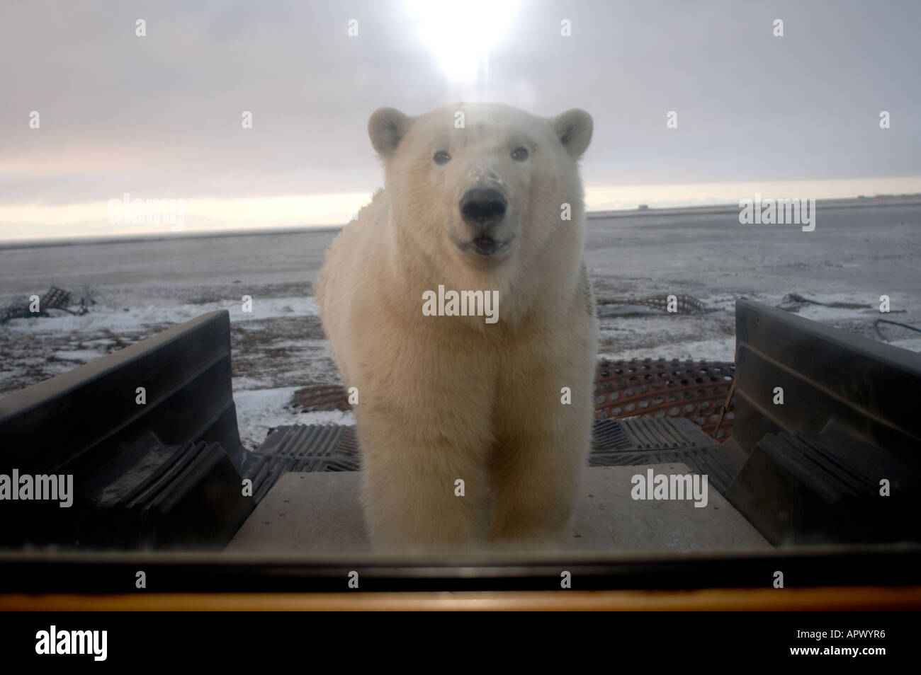 polar bear curiously climbs into a pickup truck bed 1002 coastal plain ...