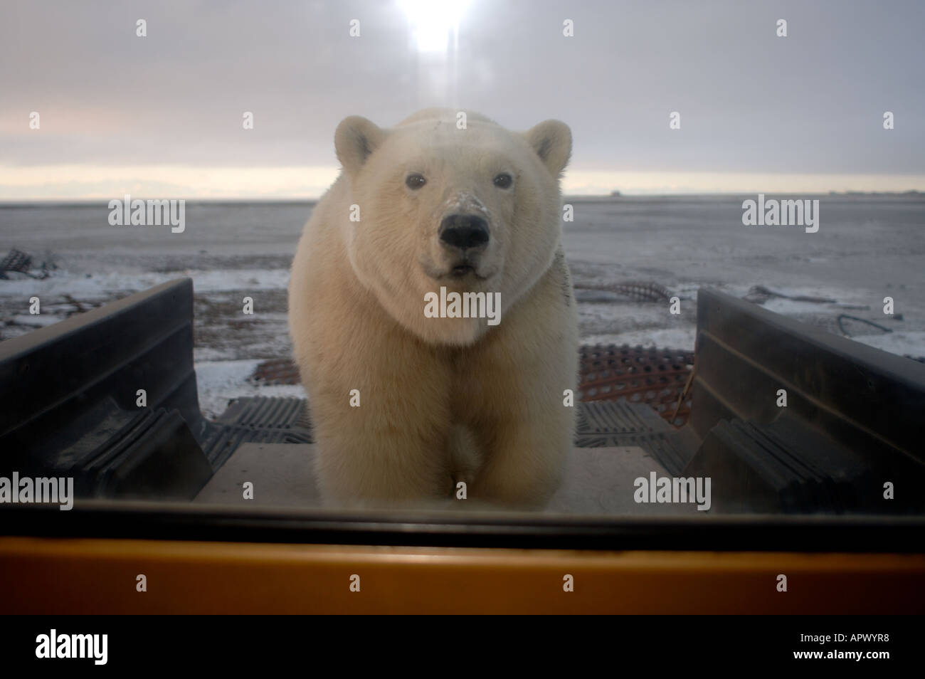 polar bear Ursus maritimus curiously looks in truck window 1002 coastal ...