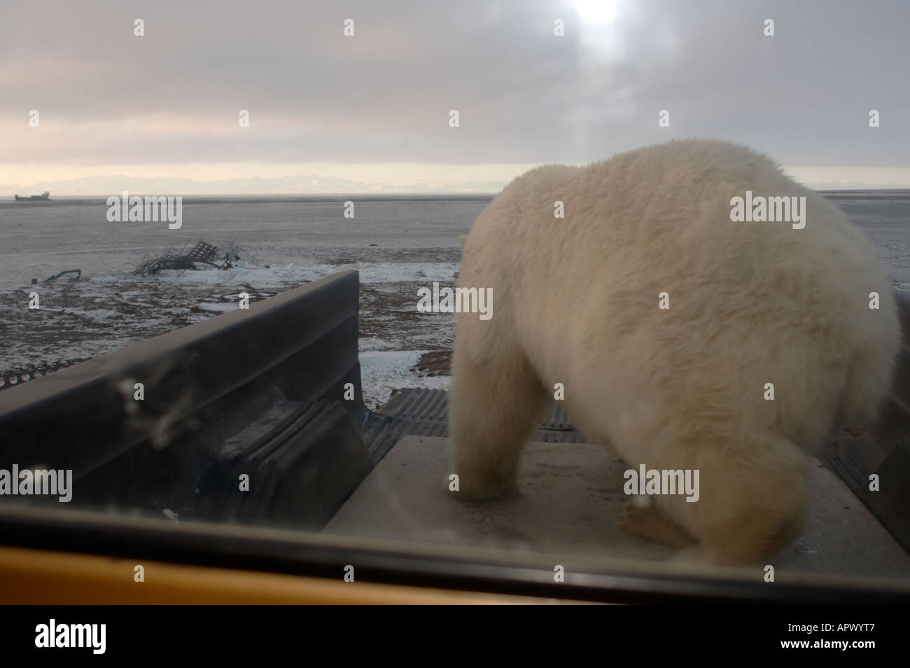 polar bear curiously climbs into a pickup truck bed 1002 coastal plain ...