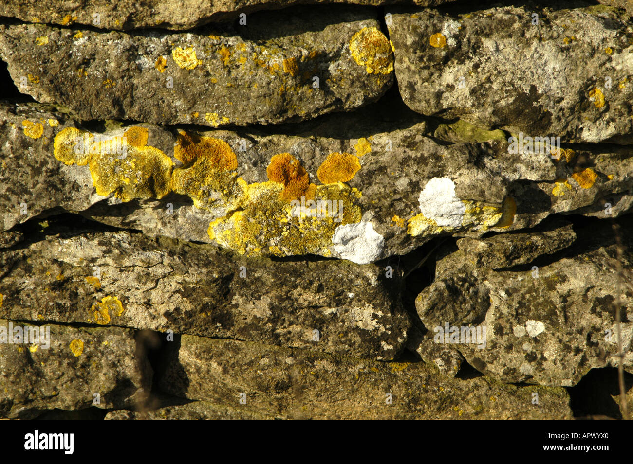 Lichen on stone Stock Photo - Alamy