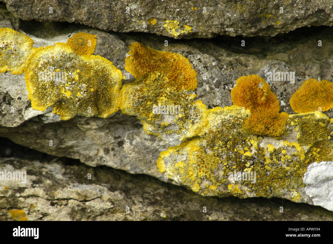 Lichen on a stone wall Stock Photo - Alamy