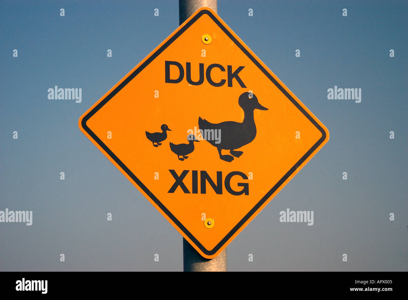 duck crossing sign Stock Photo - Alamy