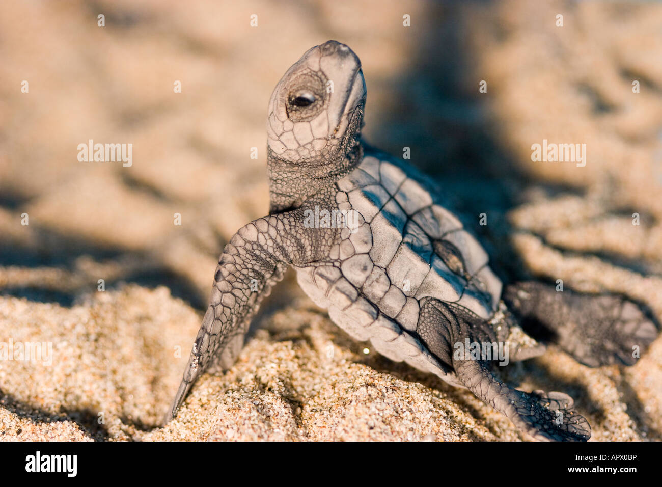 Baby Oliver Ridley turtles an endangered species and the smallest ...