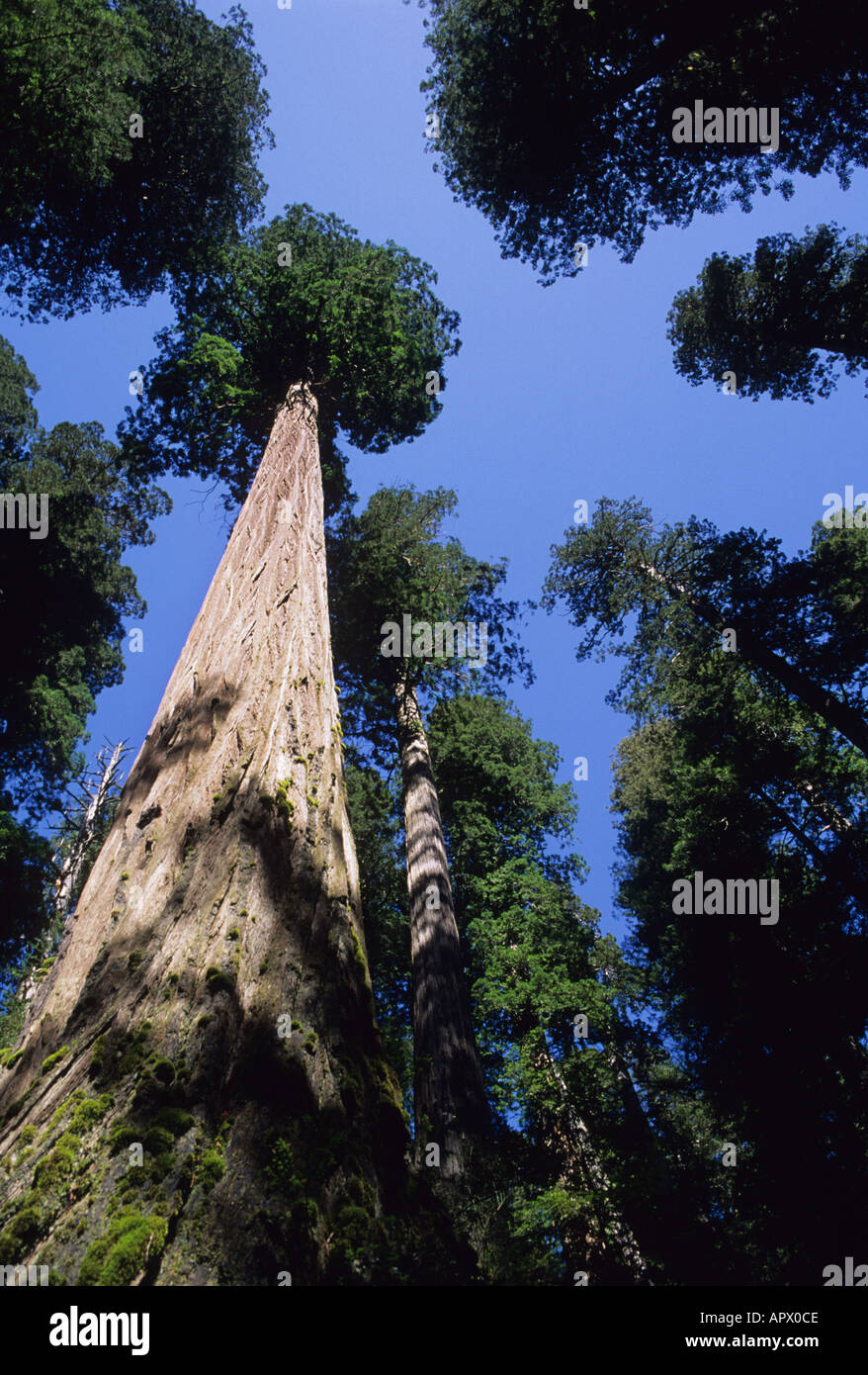 Redwood forest in northern california hi-res stock photography and ...