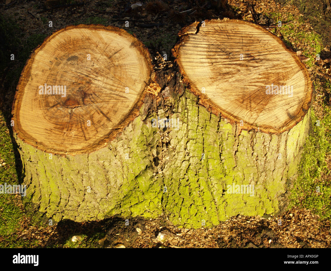 tree stump rings age golden brown pattern bark Stock Photo - Alamy