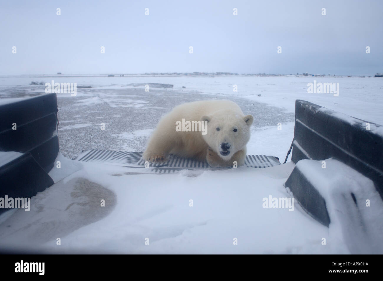 polar bear curiously climbs into a pickup truck bed 1002 coastal plain ...