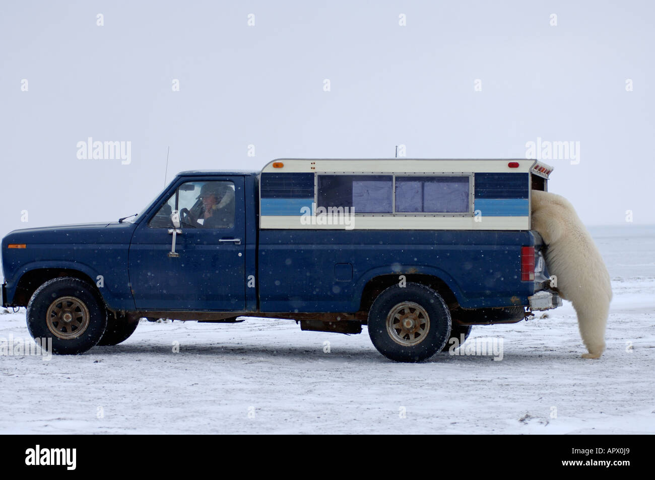 polar bear curiously checks out a photographer s pickup truck 1002 ...
