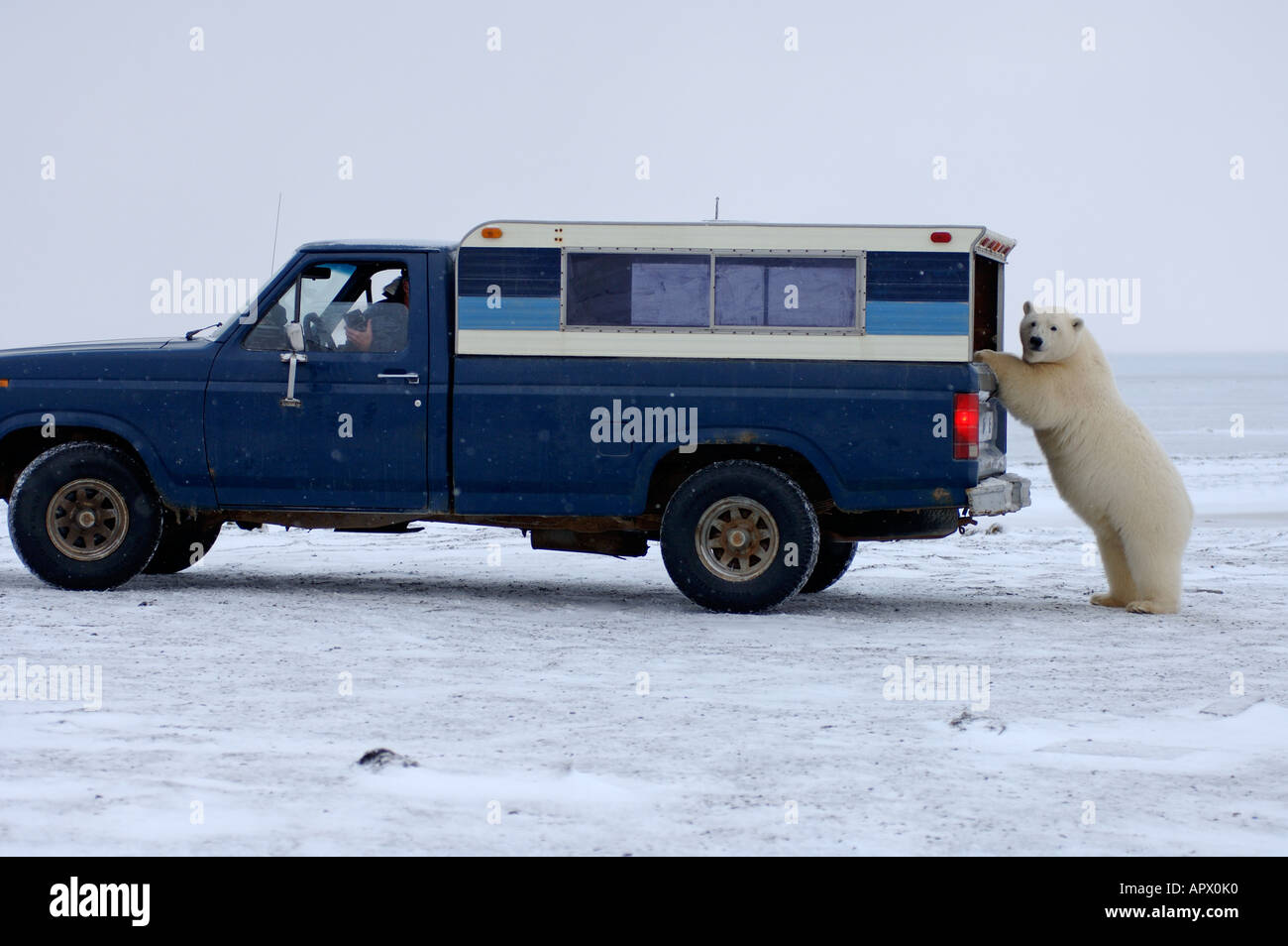 polar bear curiously checks out a photographer s pickup truck 1002 ...