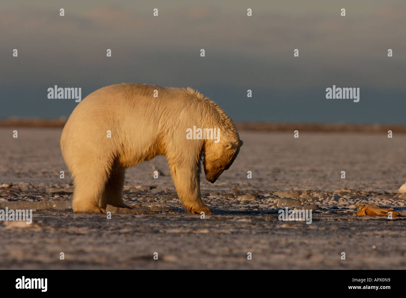 polar bear Ursus maritimus punching a hole in the pack ice 1002 coastal ...