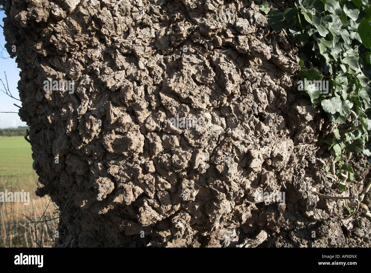 Native English Black Poplar tree Populus nigra, Butley, Suffolk ...