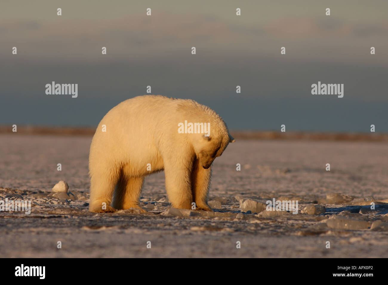 polar bear Ursus maritimus punching a hole in the pack ice 1002 coastal ...