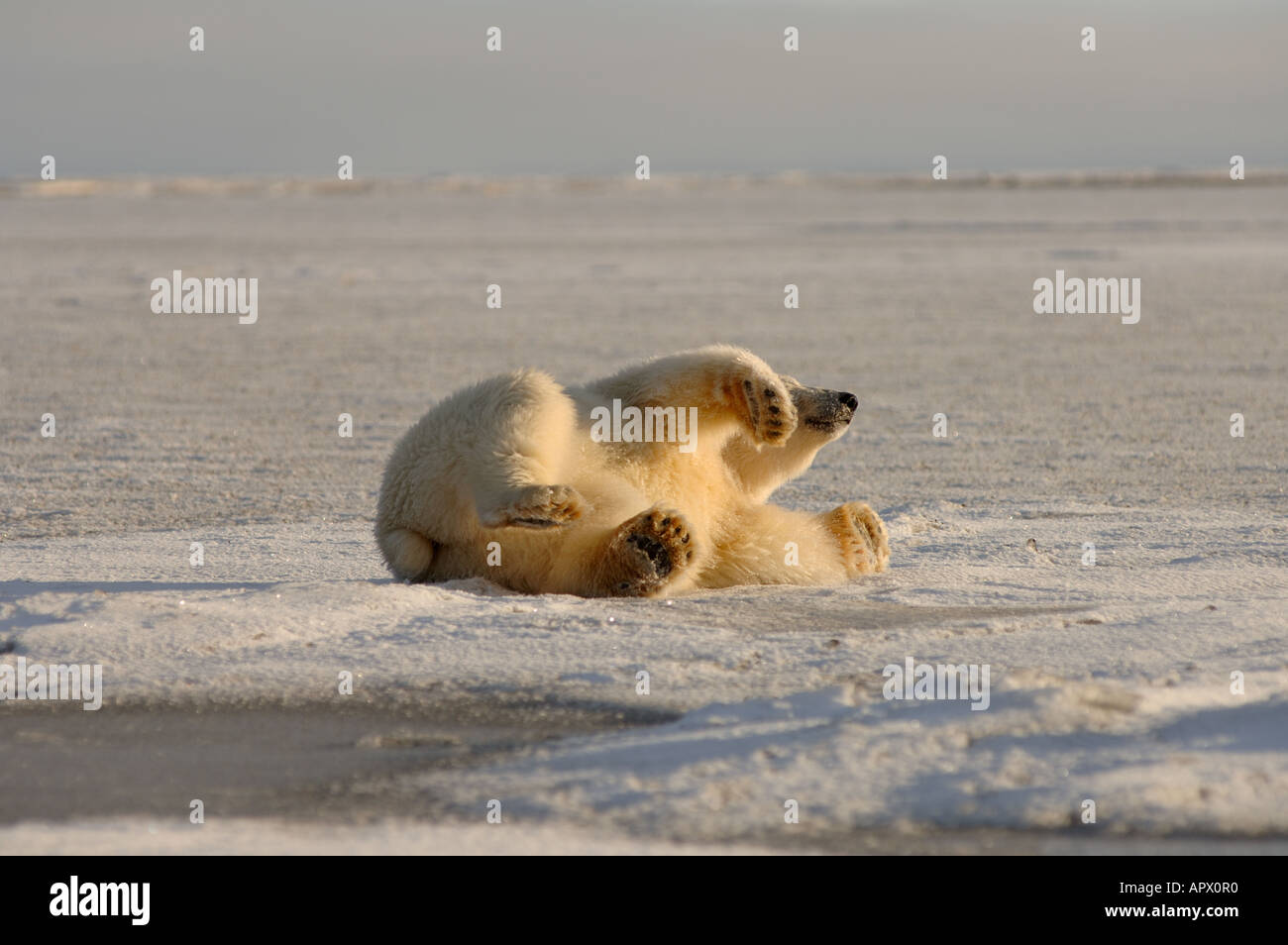 polar bear cub rolling around on the pack ice 1002 coastal plain of the ...