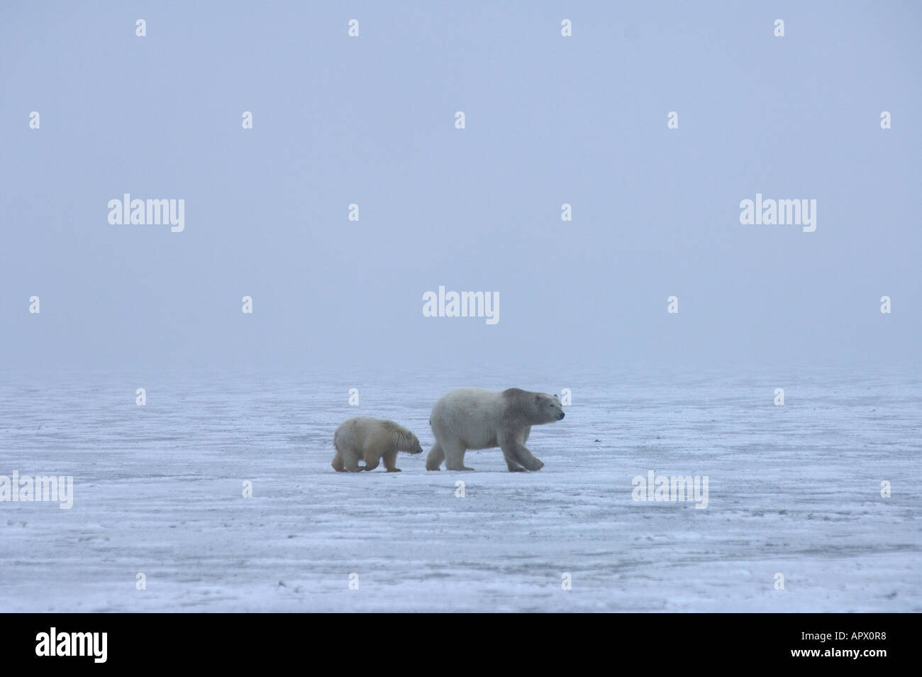 polar bears sow with cub walking on the pack ice 1002 coastal plain of ...