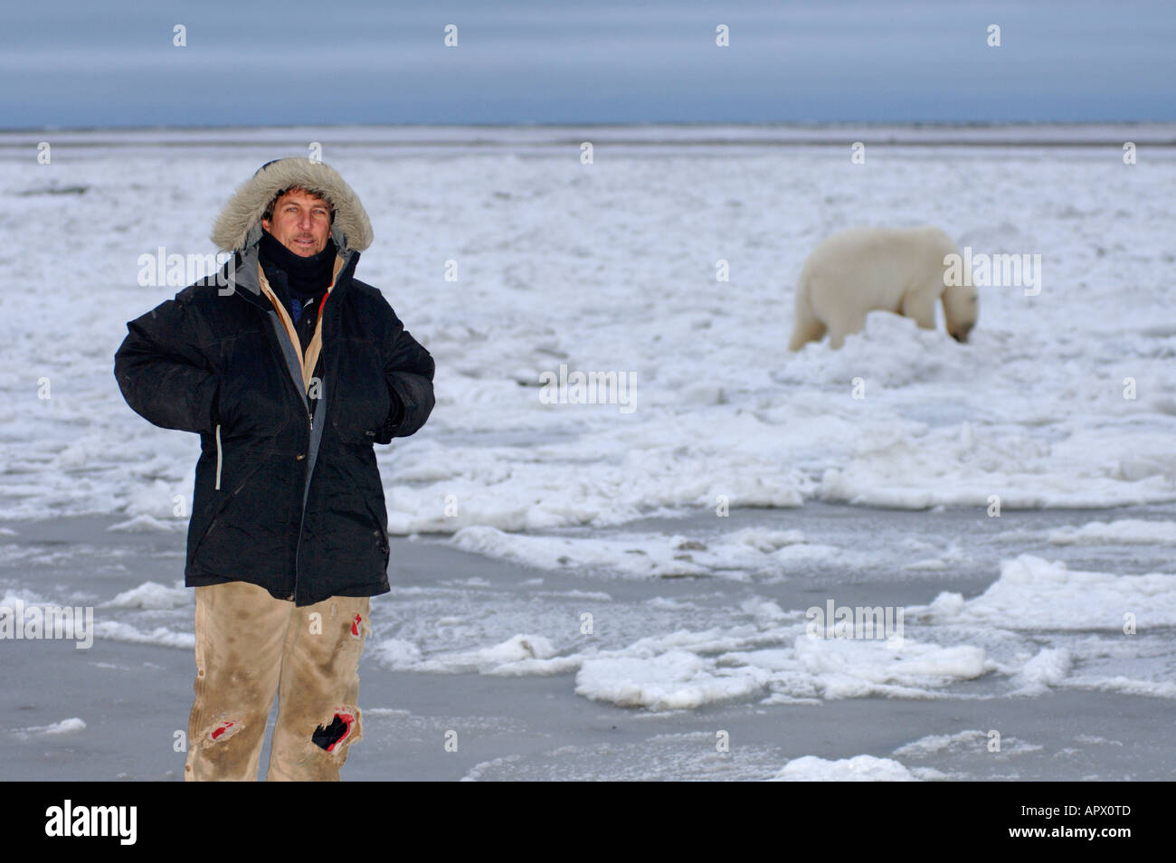 writer and reporter Daniel Glick with a polar bear Ursus maritimus in ...