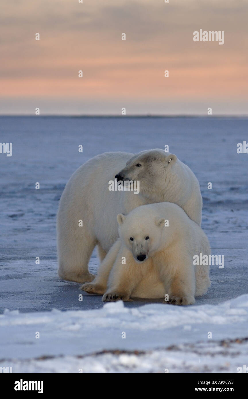 polar bears sow with subadult cub on the pack ice 1002 coastal plain of ...