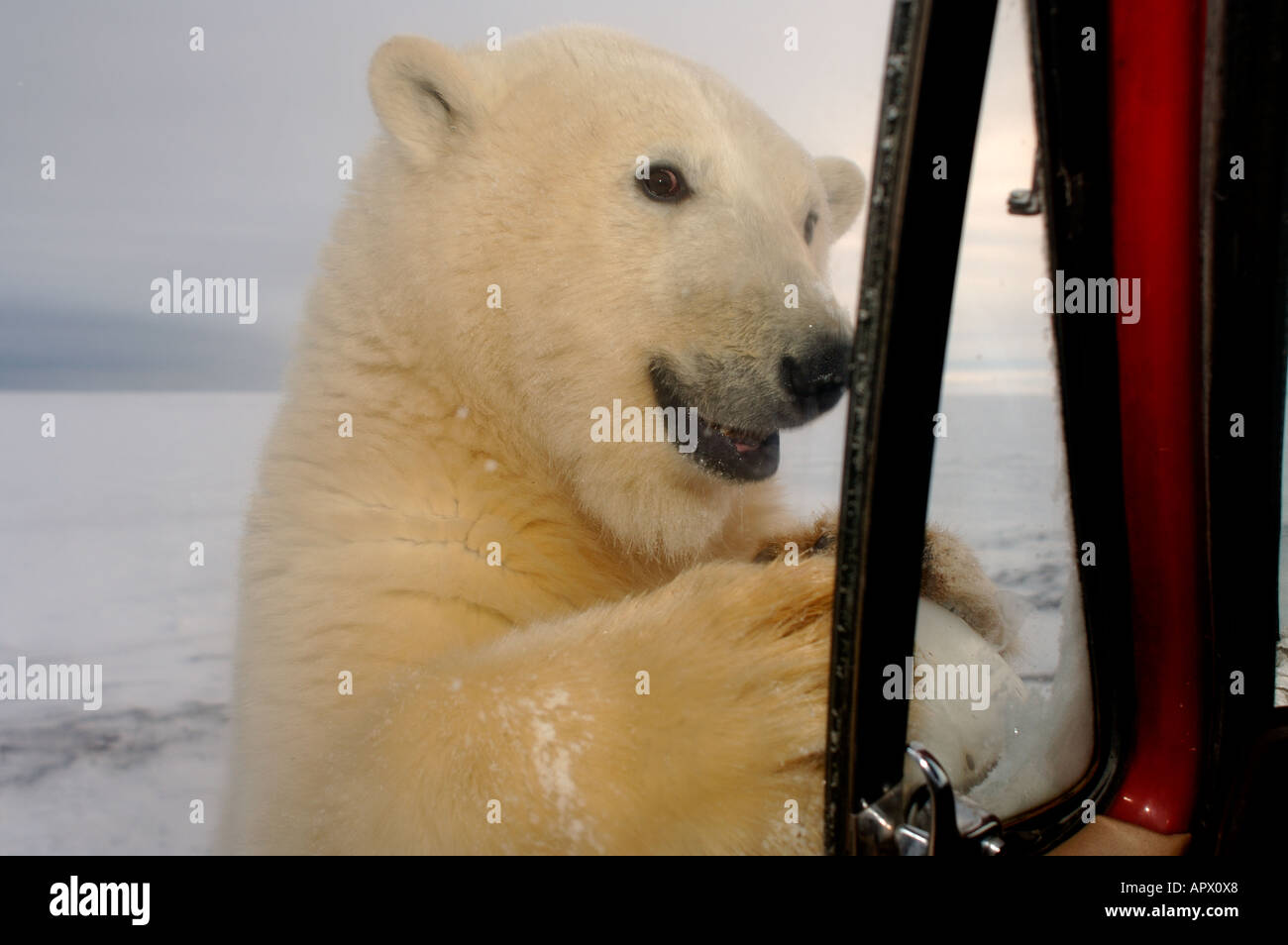 polar bear Ursus maritimus curiously looks in truck window 1002 coastal ...