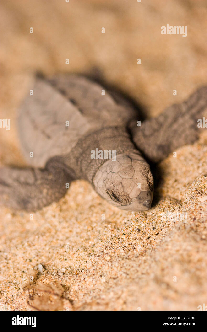 Baby Oliver Ridley turtles an endangered species and the smallest ...