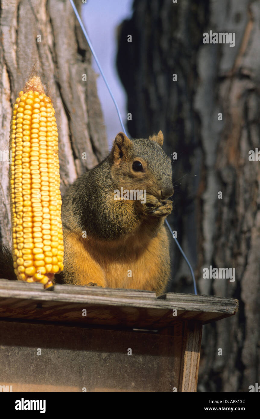 A squirrel eating corn from a feeder Stock Photo - Alamy