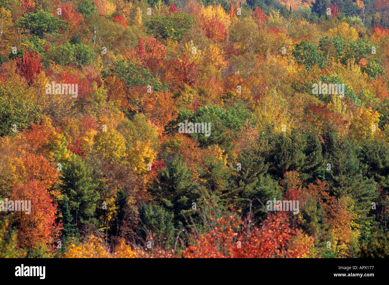Fall foliage in a New England forest Vermont Stock Photo - Alamy