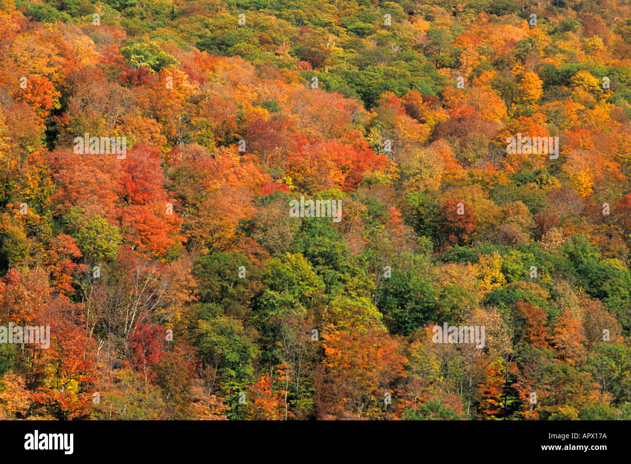 Fall foliage in a New England forest Vermont Stock Photo - Alamy