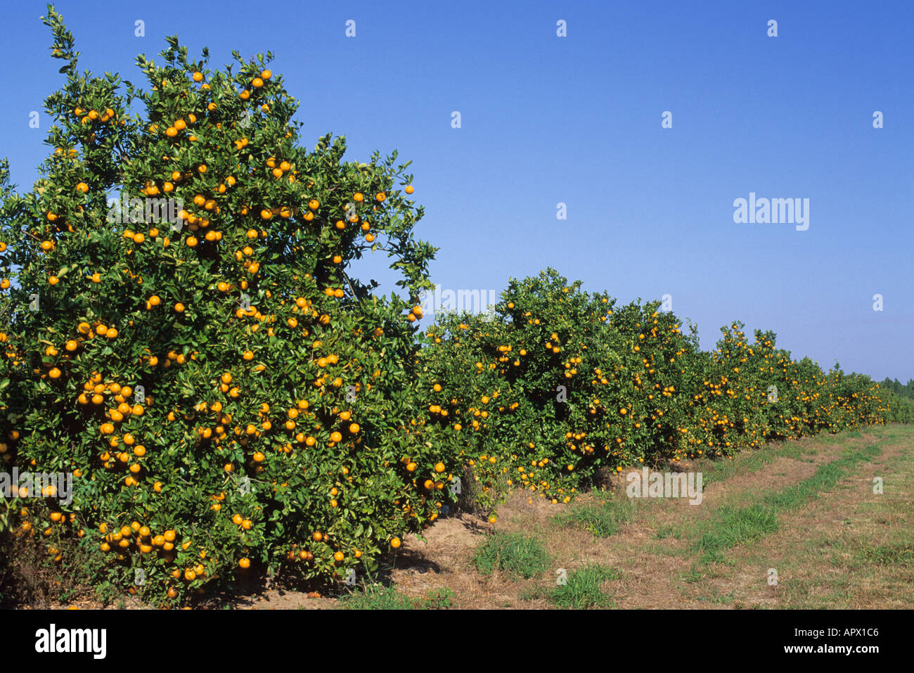 An orange grove in Florida Stock Photo - Alamy