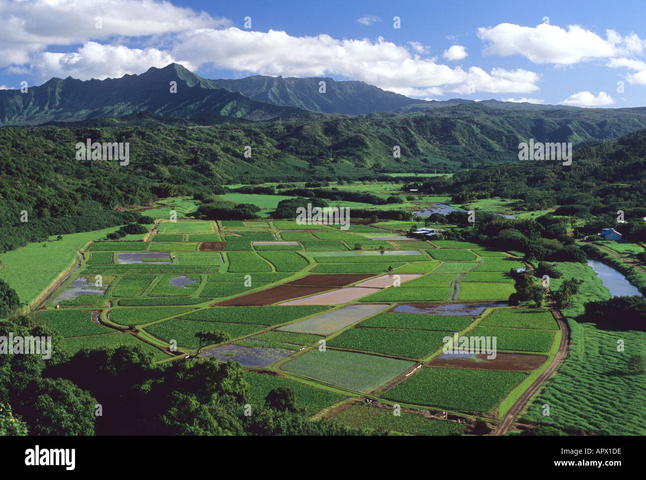 Agriculture in Hanalei Valley Kauai Hawaii Stock Photo - Alamy