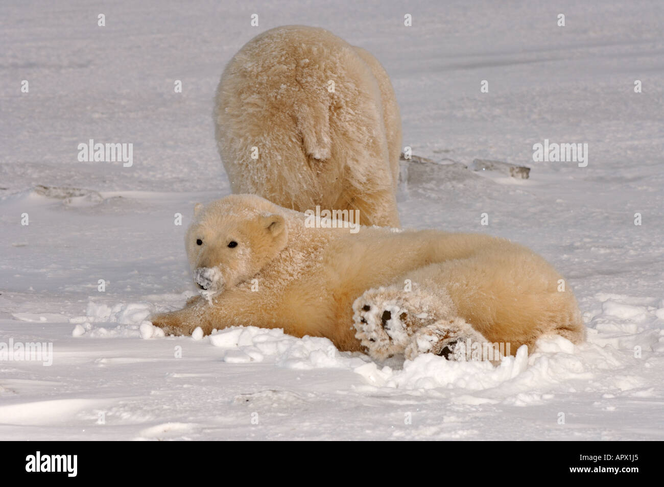 polar bear cub rolling around on the pack ice 1002 coastal plain of the ...