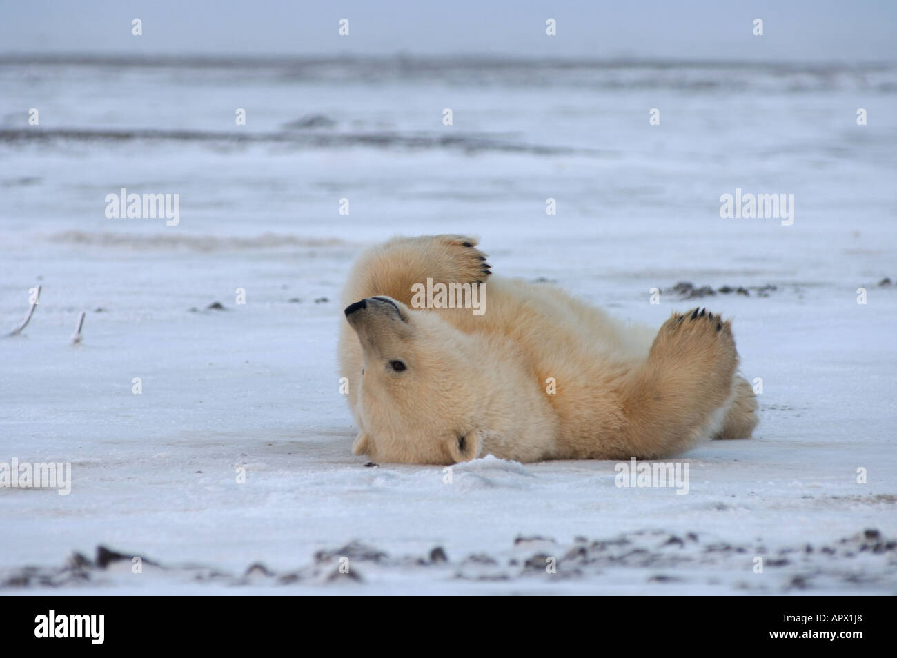 polar bear cub rolling around on the pack ice 1002 coastal plain of the ...