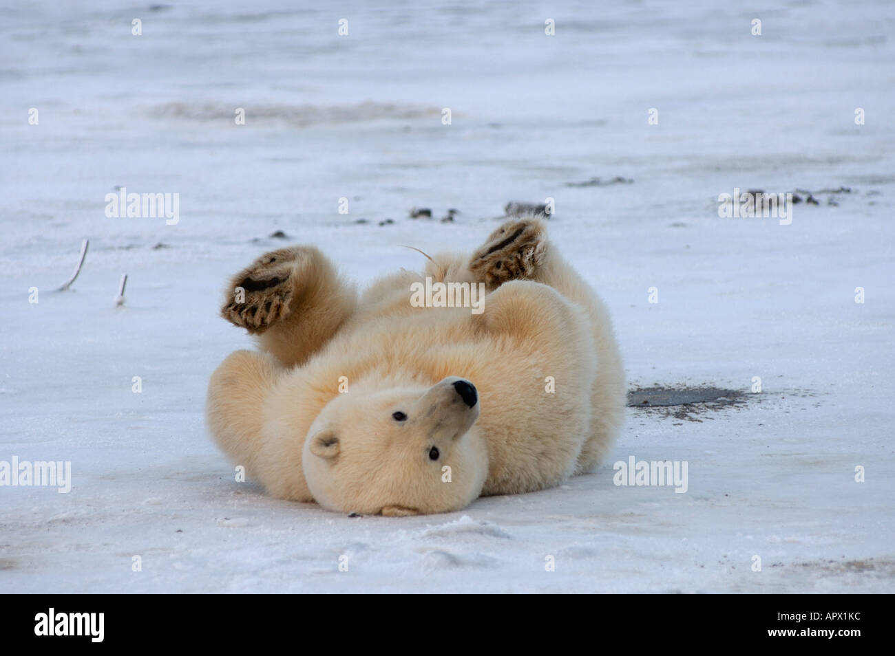 polar bear cub rolling around on the pack ice 1002 coastal plain of the ...