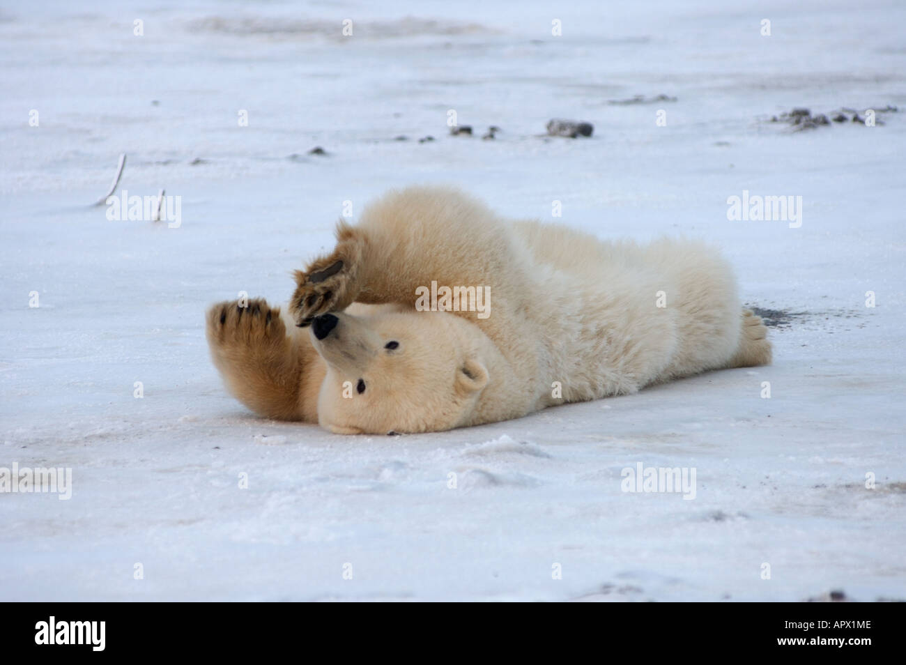 polar bear cub rolling around on the pack ice 1002 coastal plain of the ...