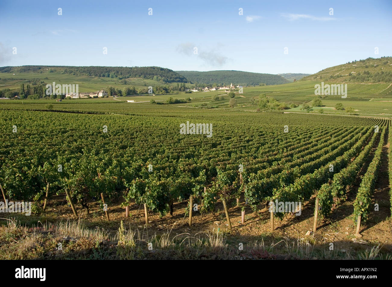 French wine making village rows of vines landscape viniculture hi-res ...