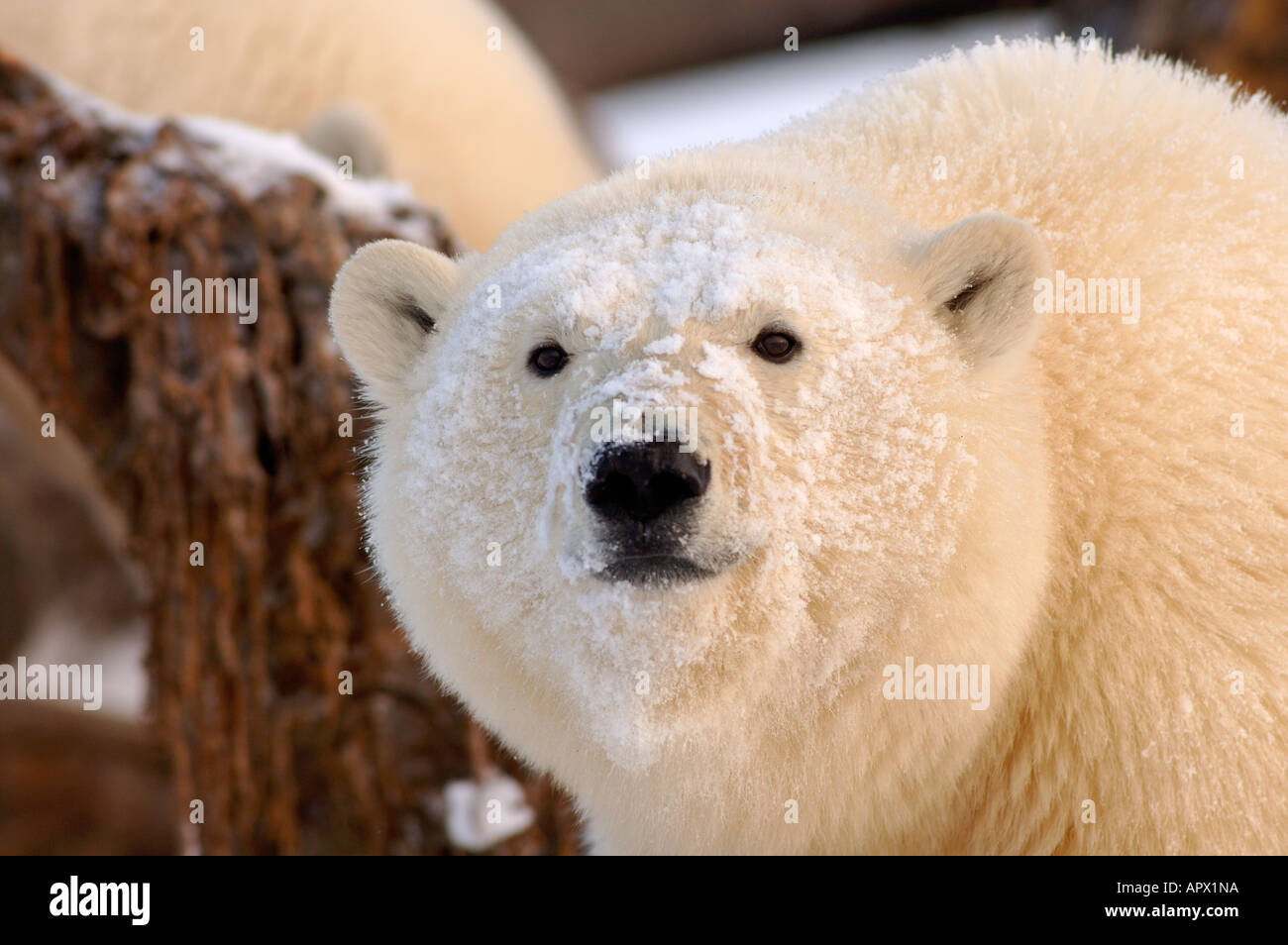 polar bear next to a bowhead whale Balaena mysticetus carcass 1002 area ...