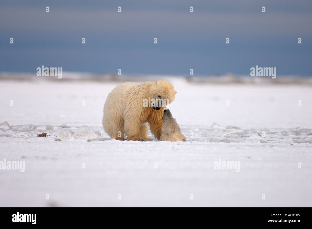 polar bear sow in the water playing with her cub on pack ice 1002 ...